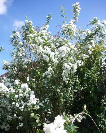 Чубушник `Фрости Морн`, Philadelphus `Frosty Morn` | СадПарад